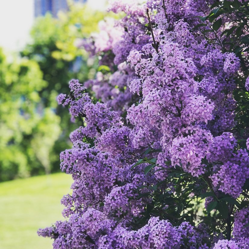 A Poem About Lilacs - Healthy Living How To